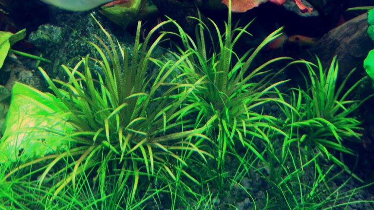 Freshwater Aquarium Plants Profiles, Aquatic plants profiles,Planted ...